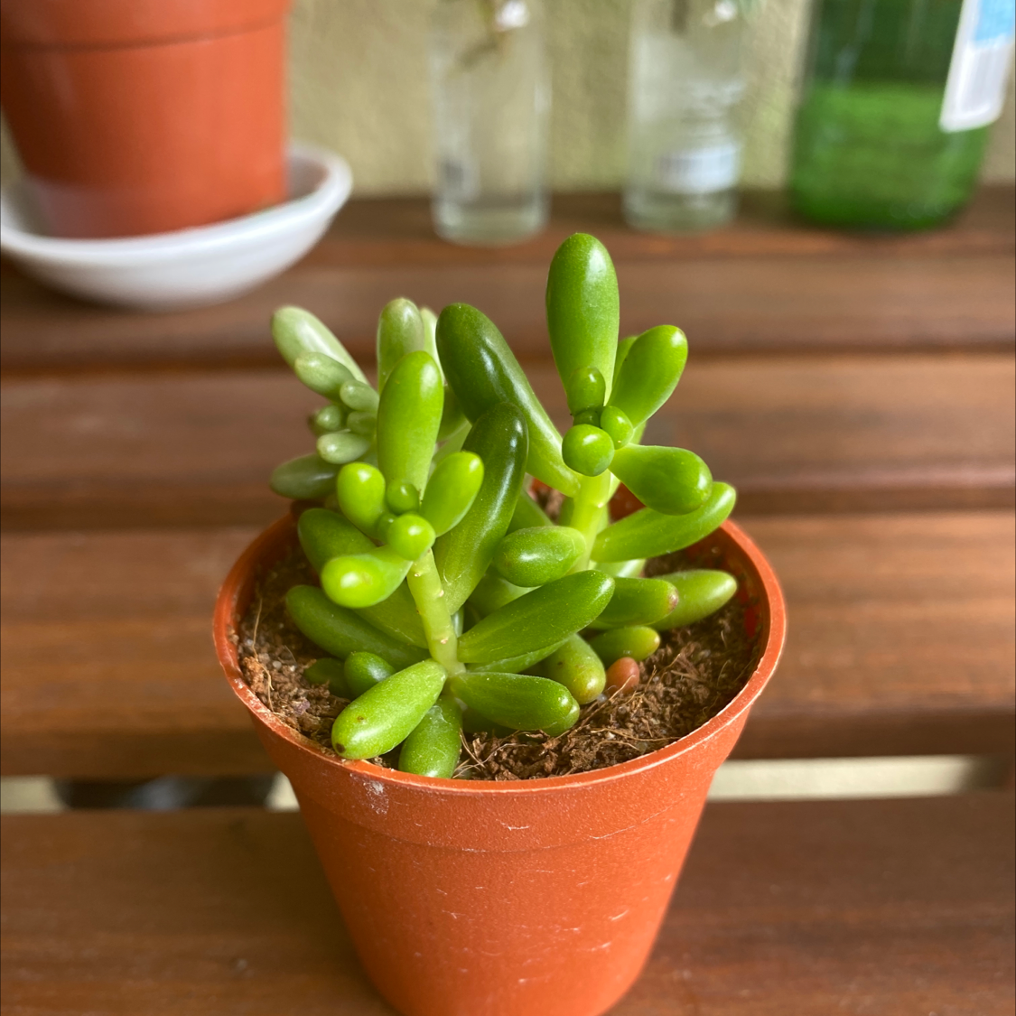 🍬 Propagating Your Jelly Bean Plant: Step-by-Step Guide