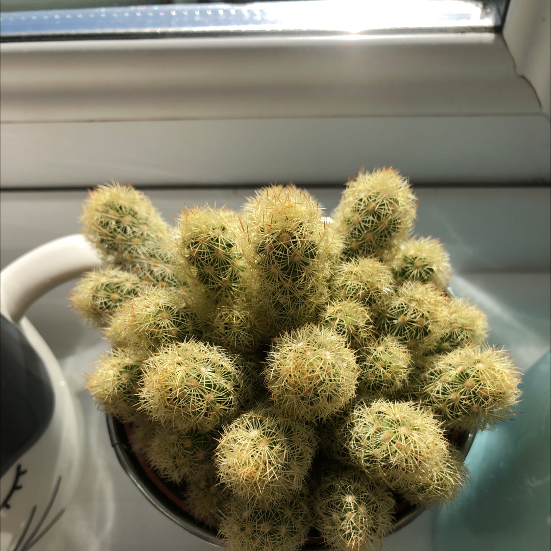 The Complete Lady Finger Cactus Plant Care Guide: Water, Light & Beyond