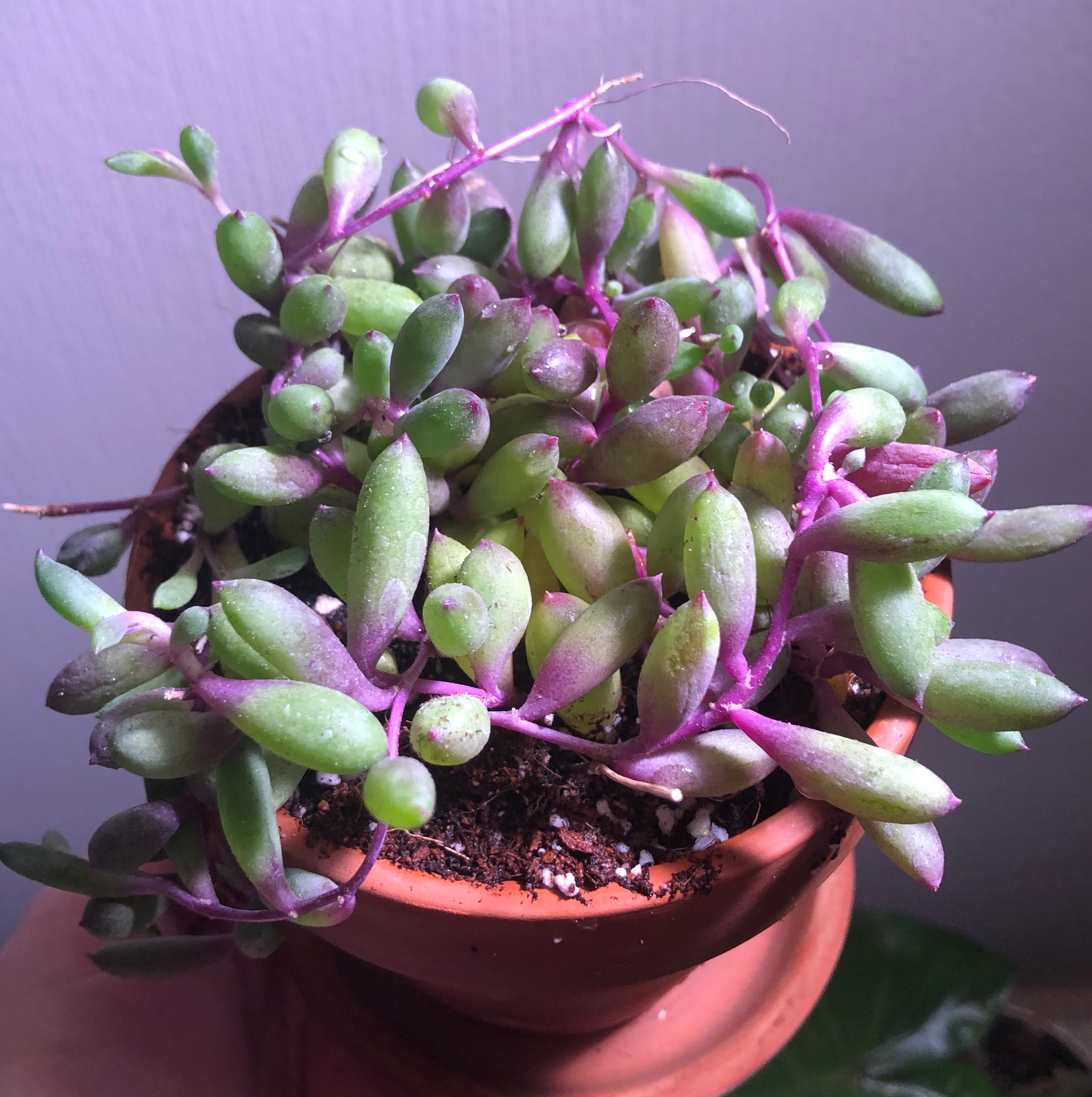 Best Soil Potting Mix for String of Pickles 🧅