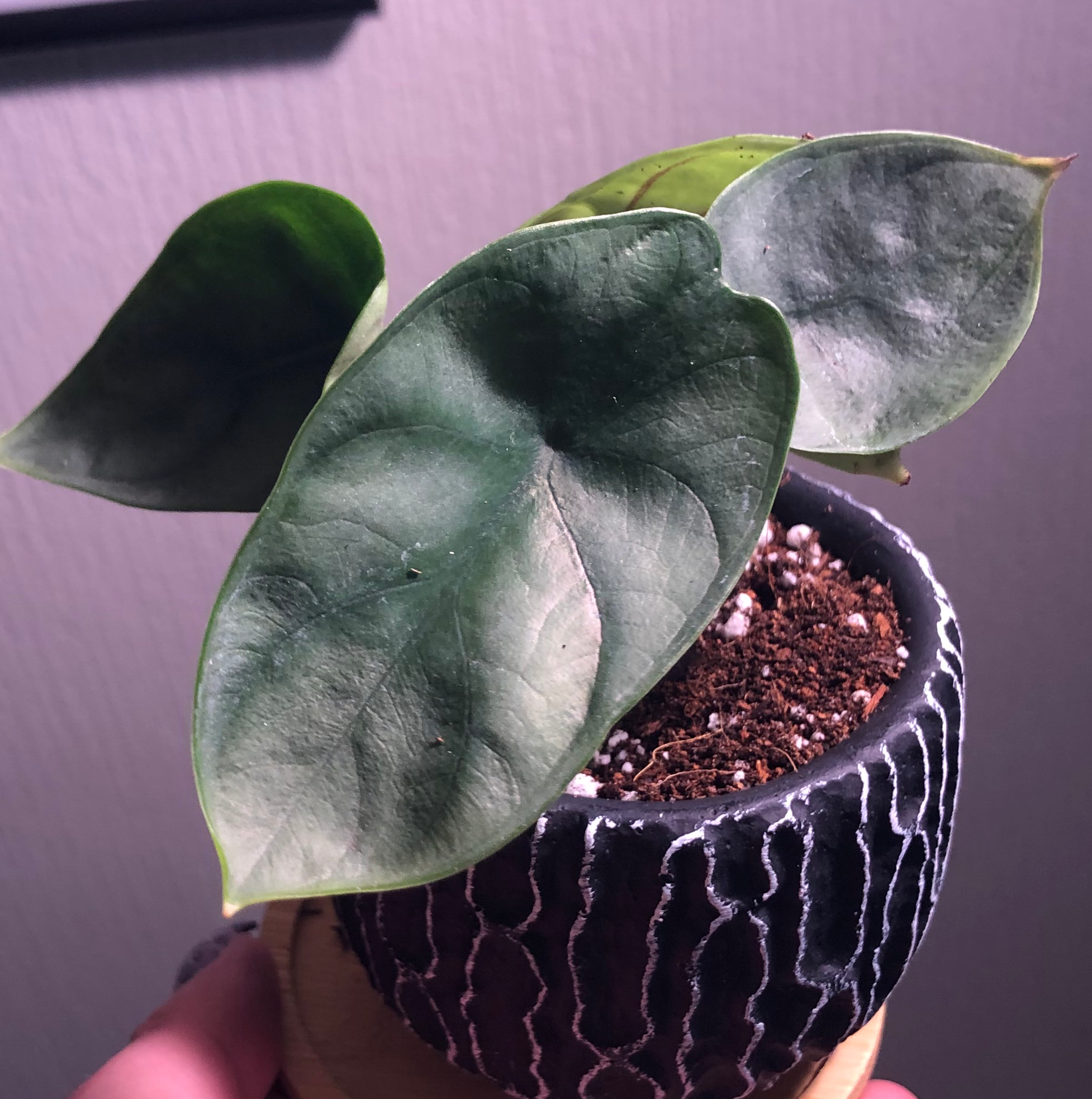 💧 Why Are My Alocasia Silver Dragon Leaves Mushy?