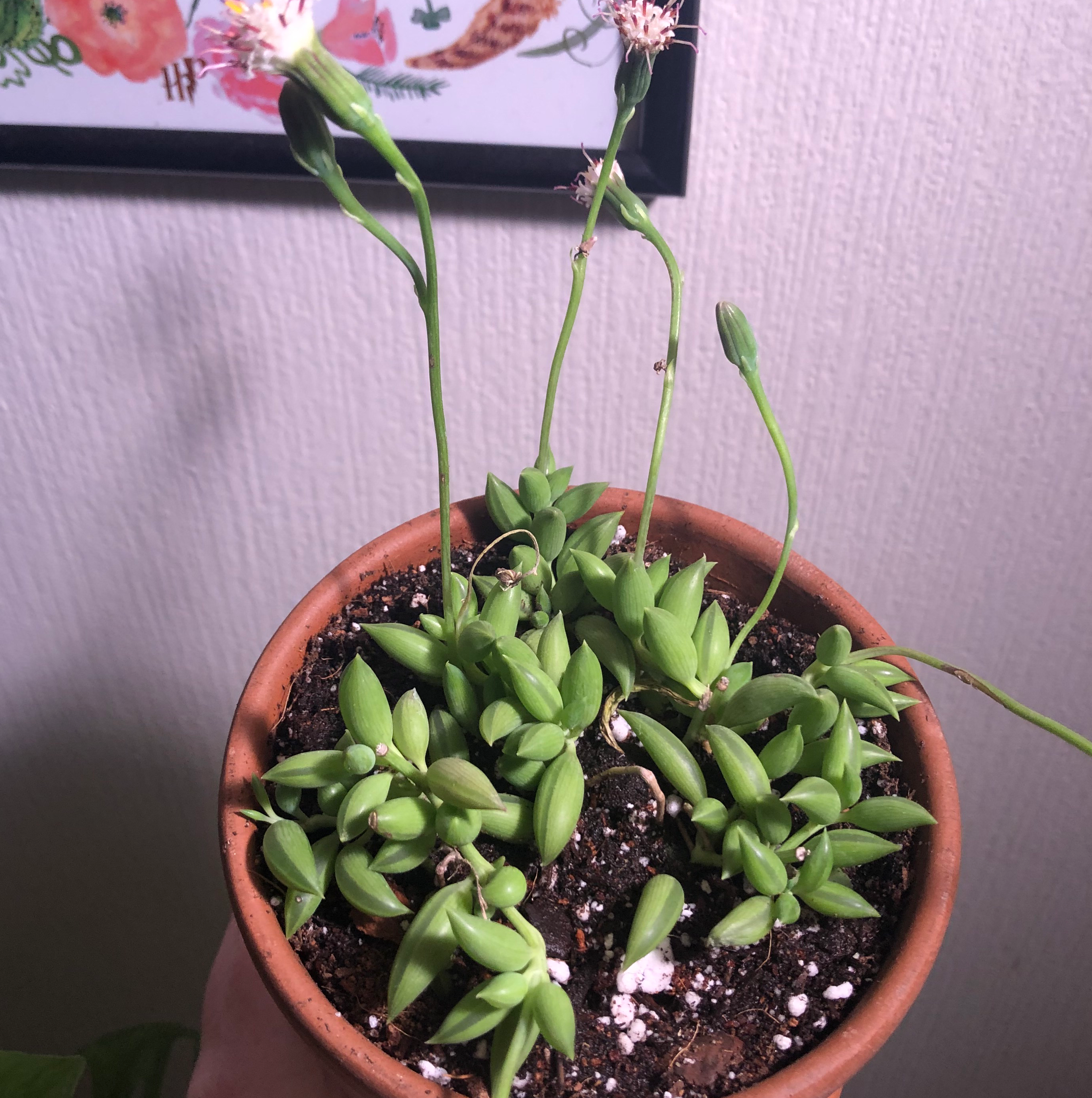 💧 Curio Rowleyanus 'String of Raindrops' Direct Sunlight