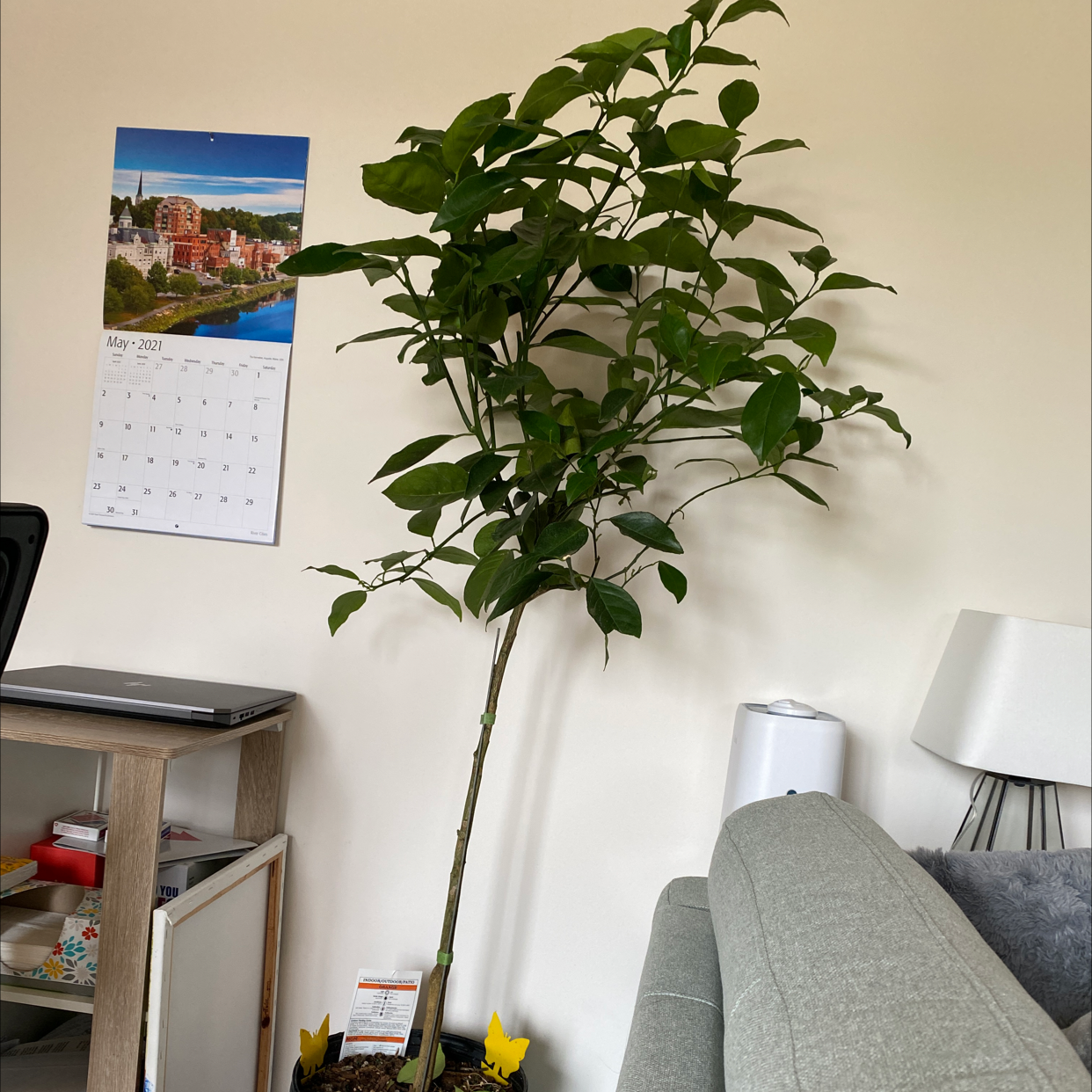 🐛 What To Do About Bugs on My Orange Tree?