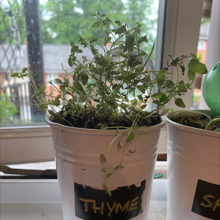 Diagnosing creeping thyme root rot