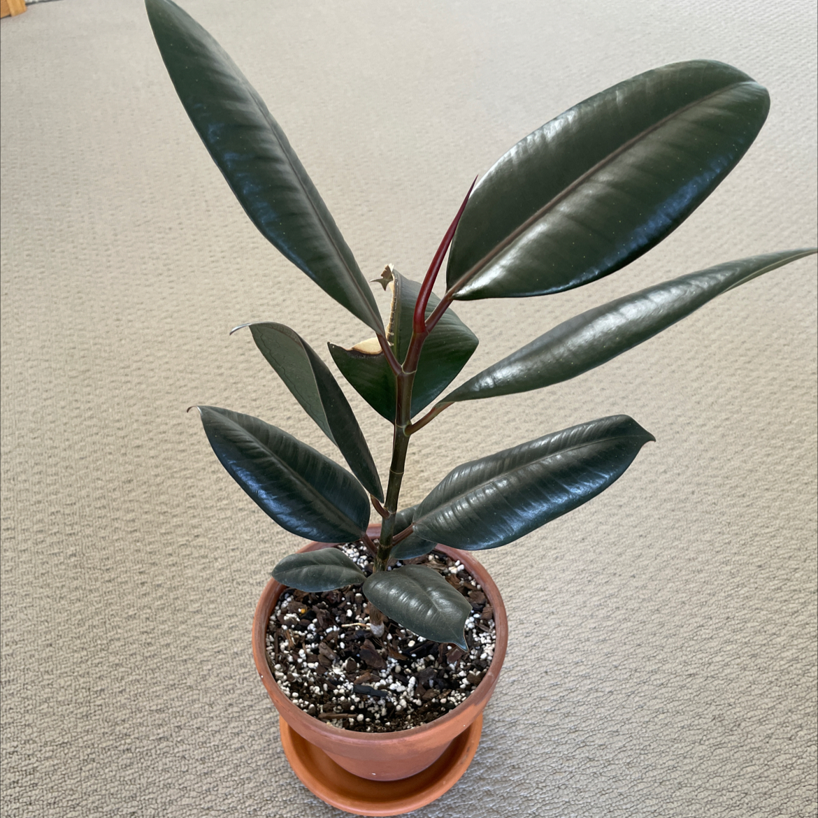 Why Are My Burgundy Rubber Tree Leaves Droopy? 🥀