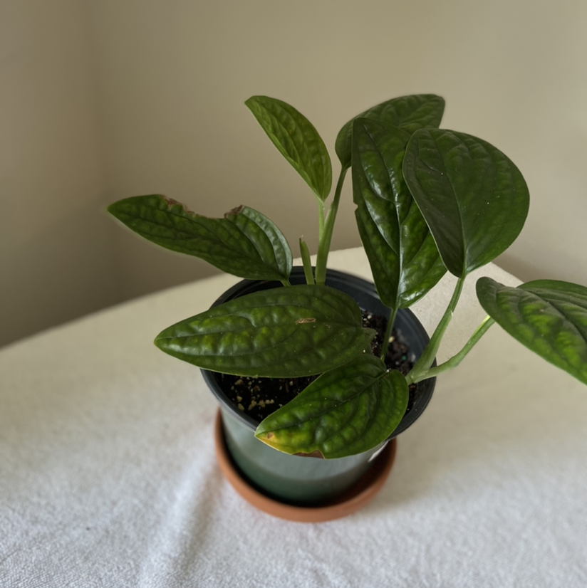 Diagnosing monstera peru root rot