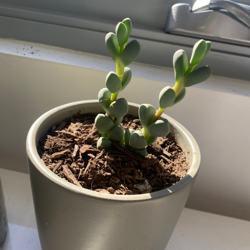 Astridia velutina Plant Care: Water, Light, Nutrients | Greg App 🌱