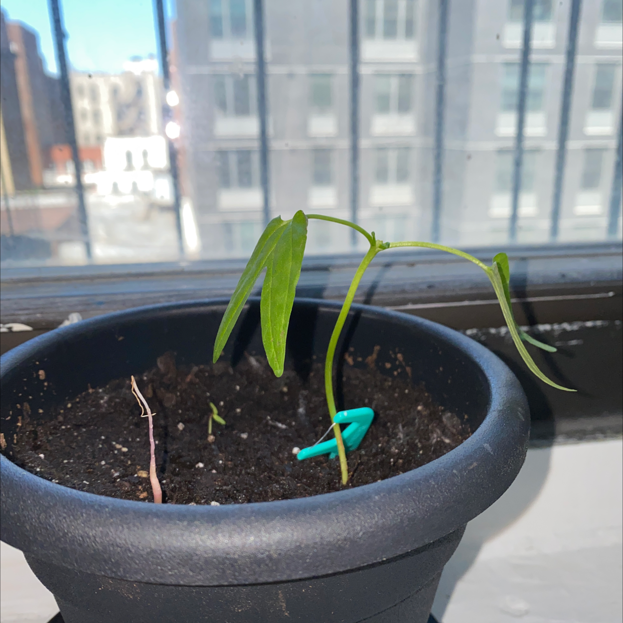 What Temperature Should My Morning Glory Be Kept At?