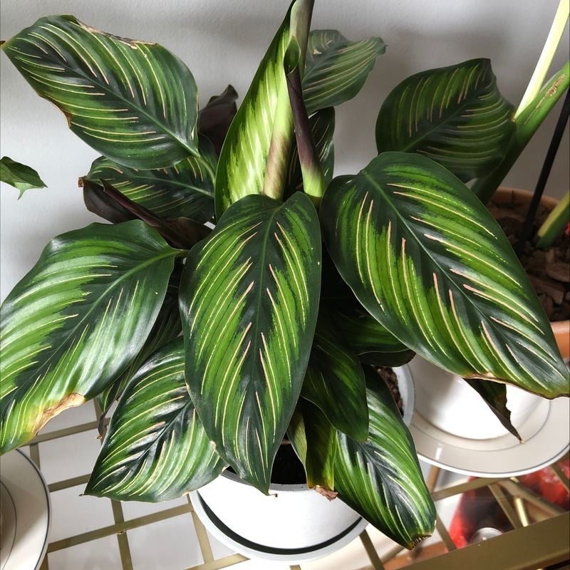 Propagating My Pinstripe Calathea: Step-by-Step Guide