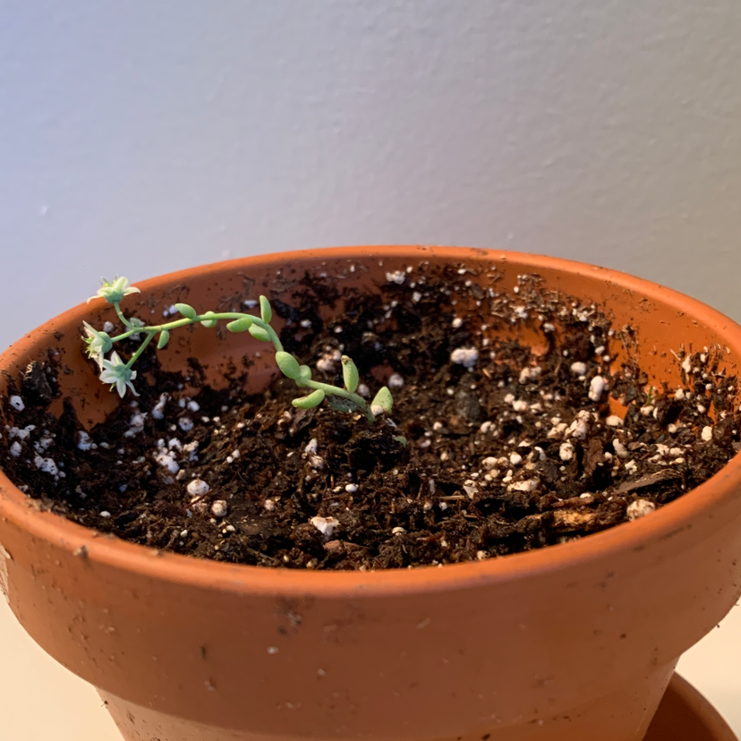 What Do Corsican Stonecrop Flowers Mean?