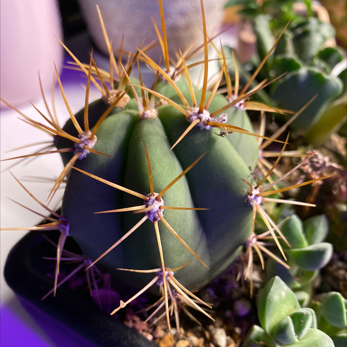 How to Get a Sonora Barrel to Bloom