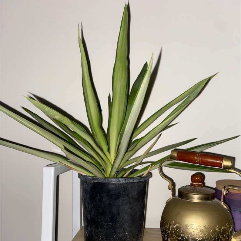 What Is A Good Temperature Range For My Adam's Needle?