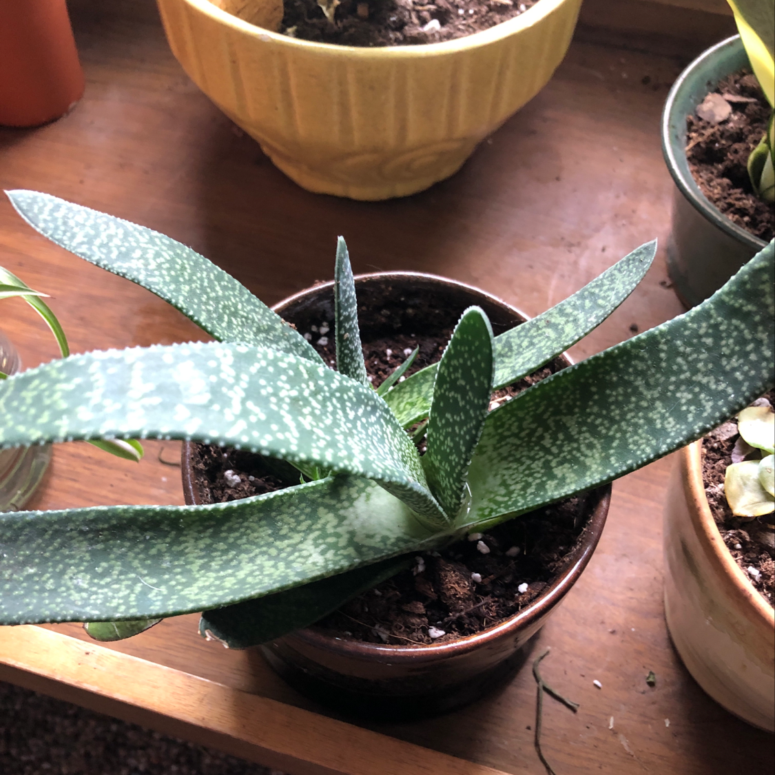 Propagating Ox Tongue: The Ultimate Guide