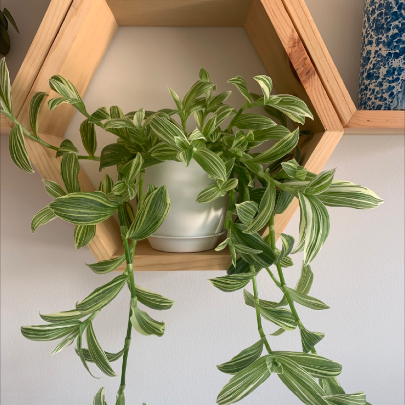 Choosing Fertilizer For My Tradescantia 'Yellow Zebra'