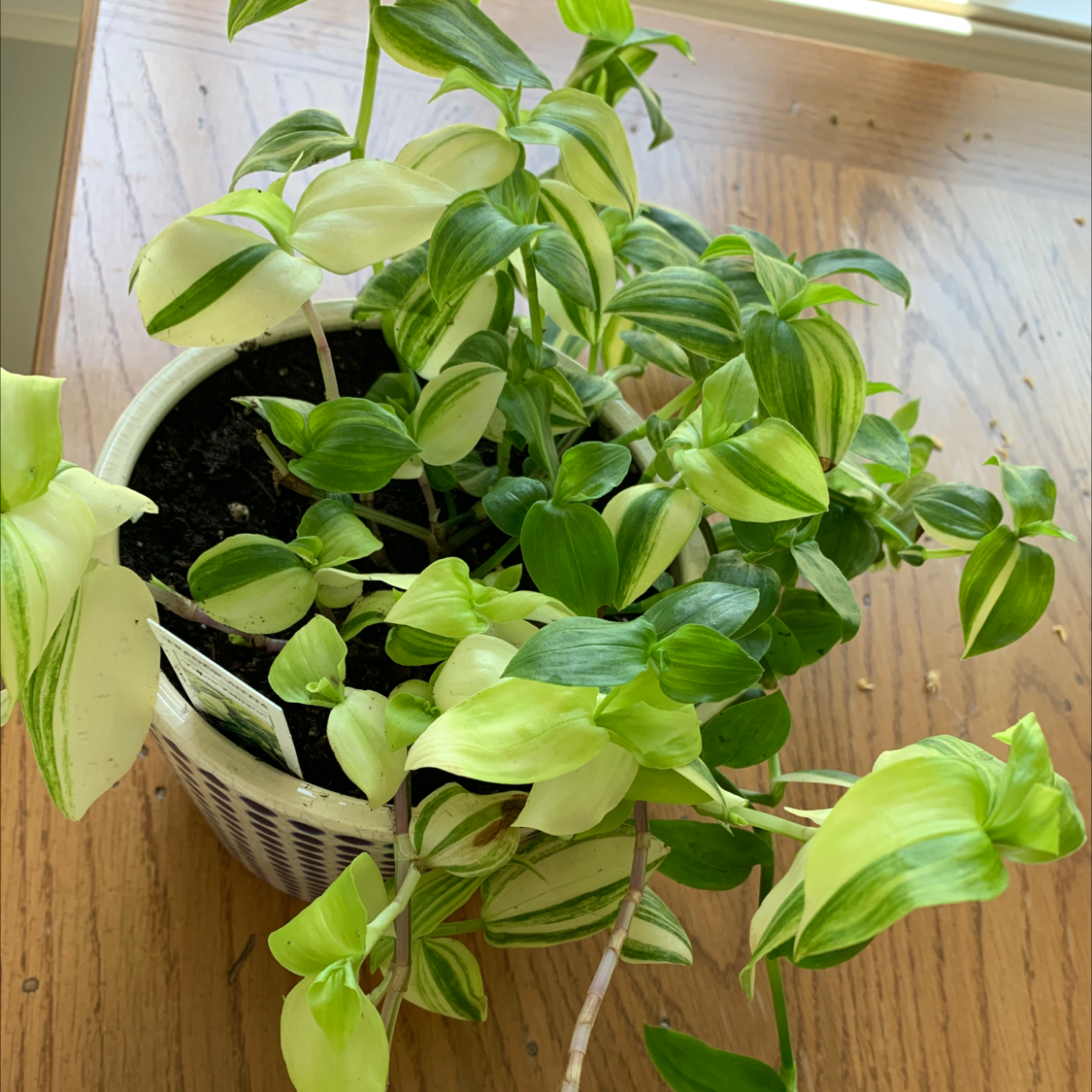 What Does It Mean When Tradescantia 'Yellow Zebra' Blooms?