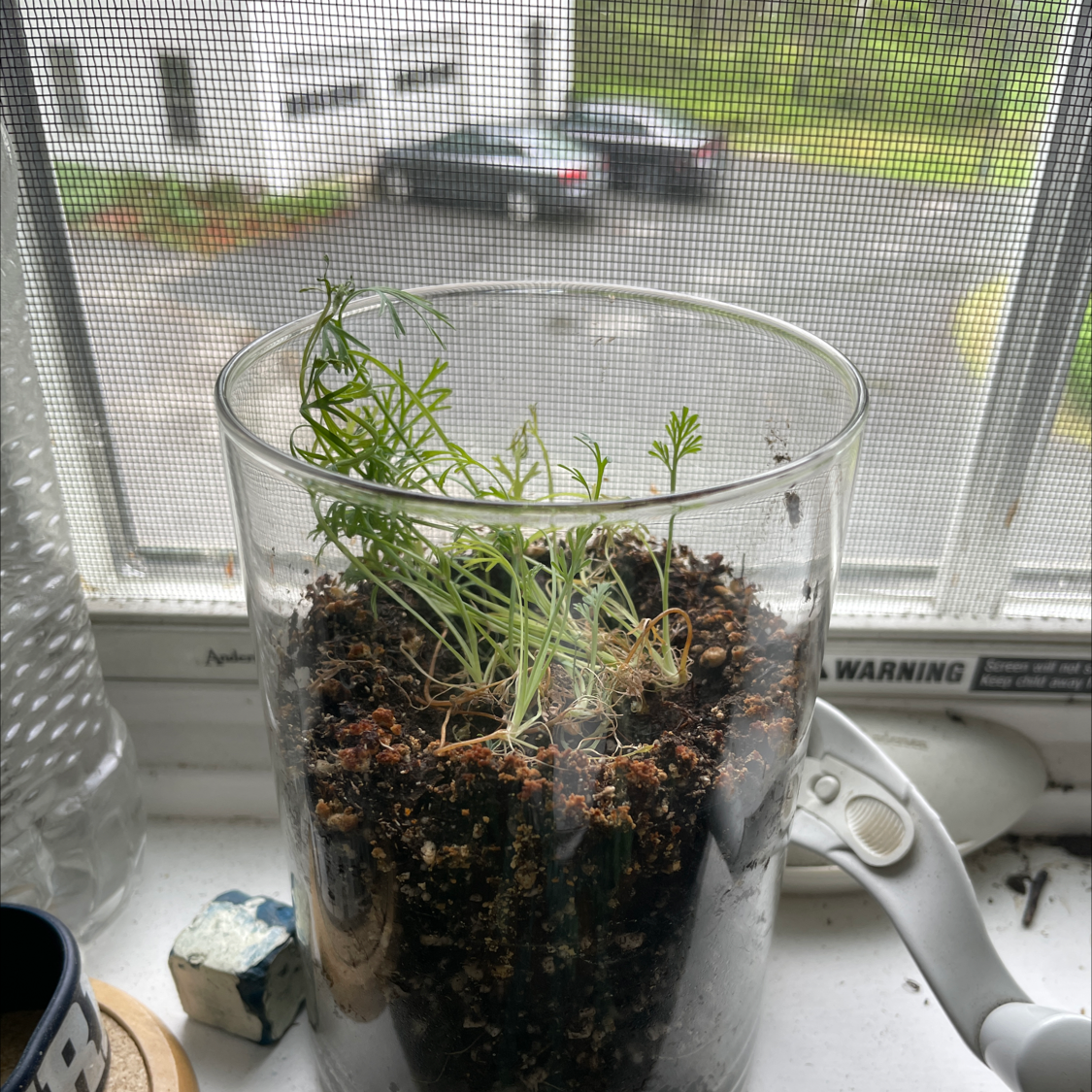 Common Poppy - Fertilizing 101