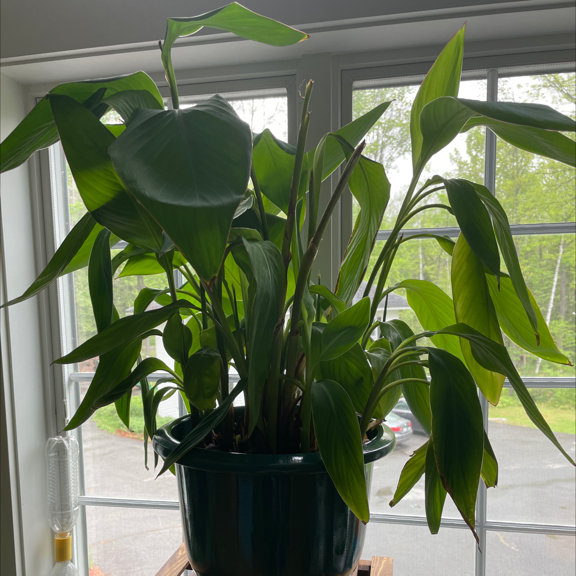 Canna Lily - Fertilizing 101