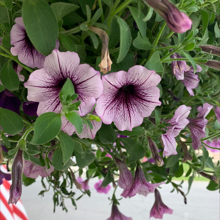 🐛 What To Do About Bugs on My Large White Petunia?