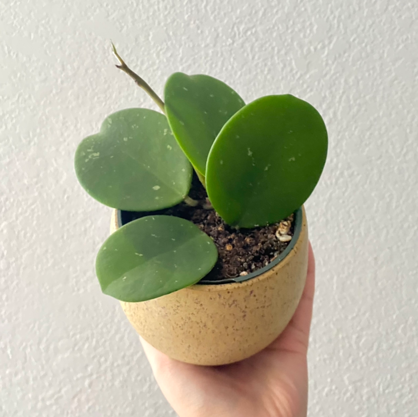 💧 How Much Humidity Does My Hoya obovata Need?