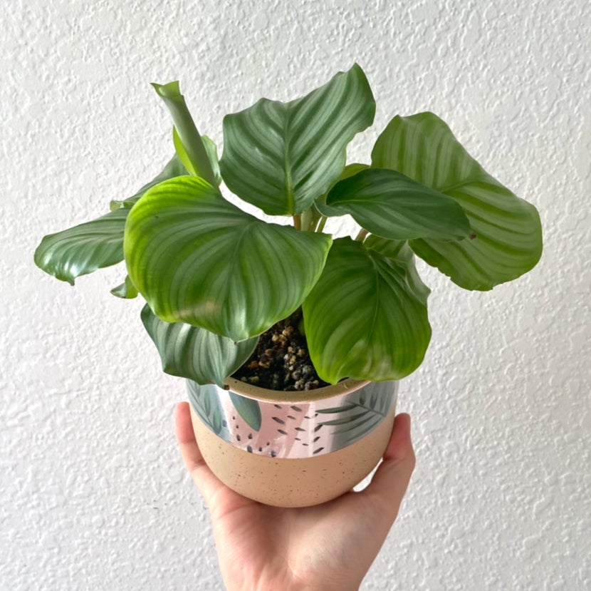 Diagnosing calathea orbifolia root rot