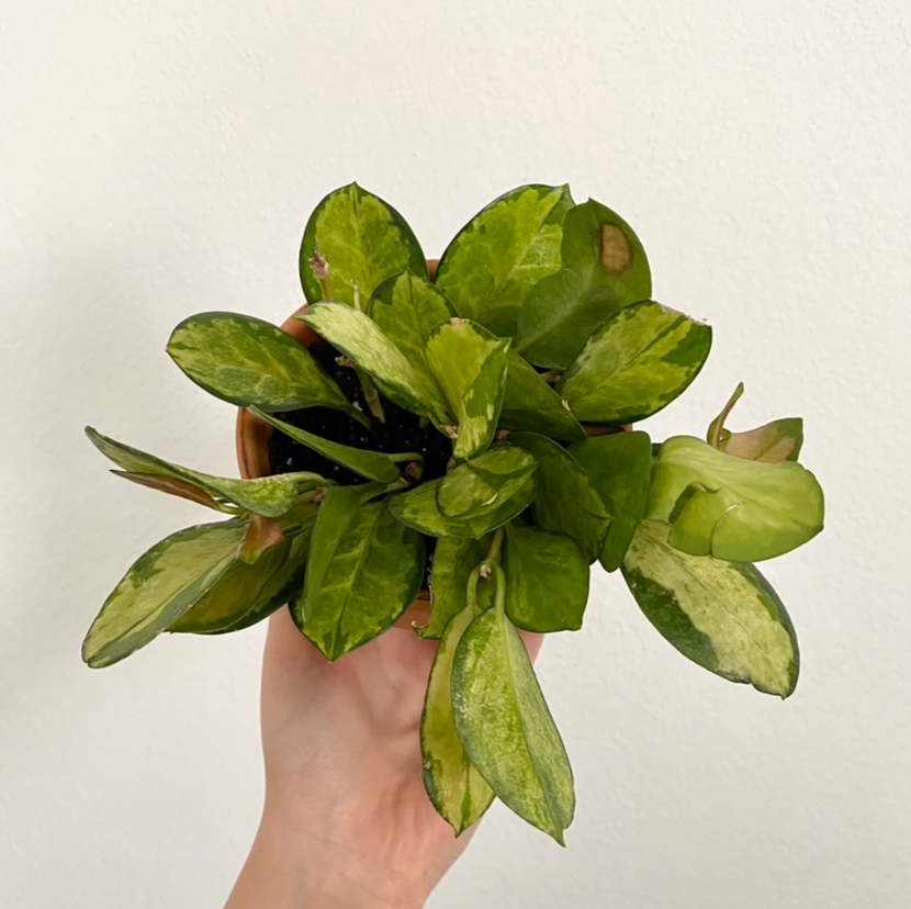 🌡 What Is A Good Temperature Range For My Hoya 'Lisa'?