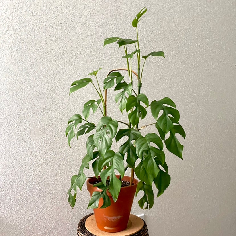 How Do I Fix mini monstera root rot?