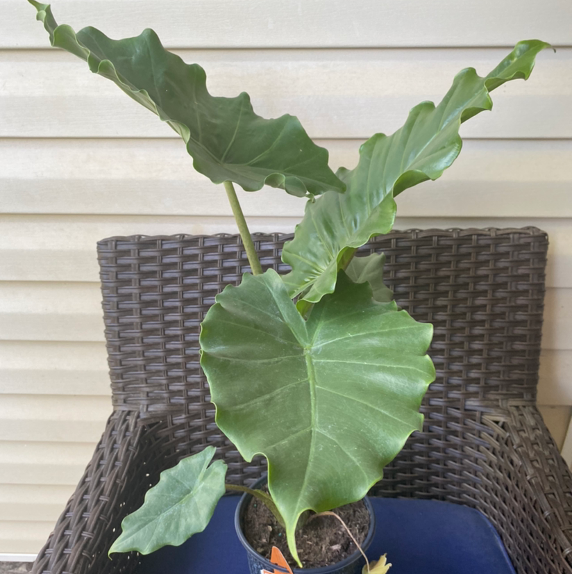 Why Are My Arrowleaf Elephant Ear Leaves Falling Over? 🍂