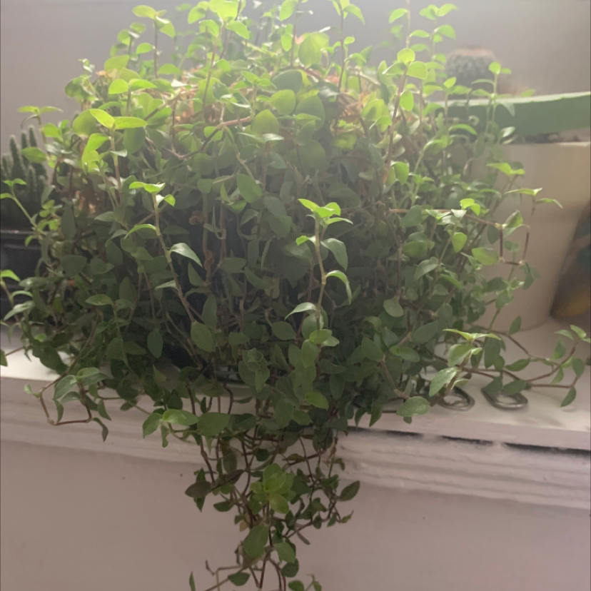 Symbolism and Benefits of the Creeping Inch Plant