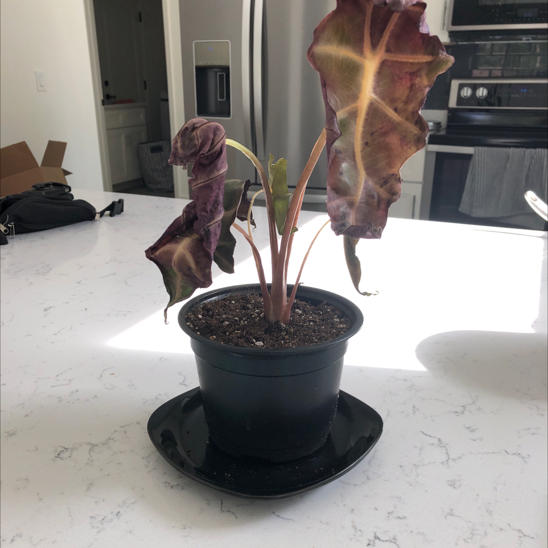 🐛 What Are The Bugs on My Blushing Philodendron?