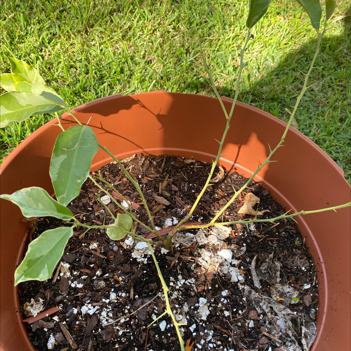 🍋 What Should I Do When Lemon Leaves Turn Yellow?