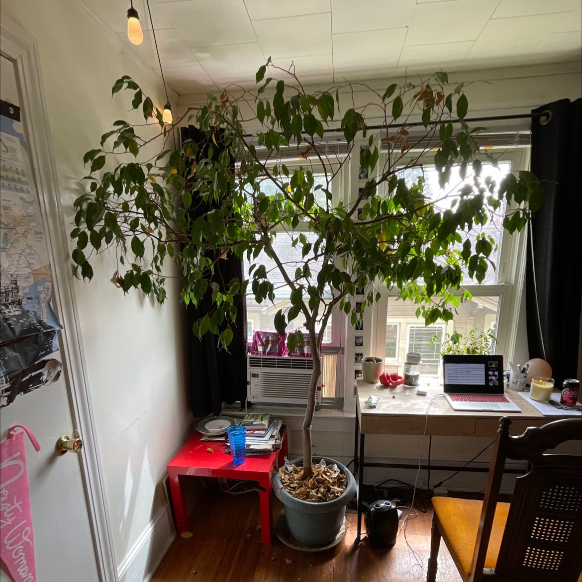 10 Benefits of Having a Weeping Fig