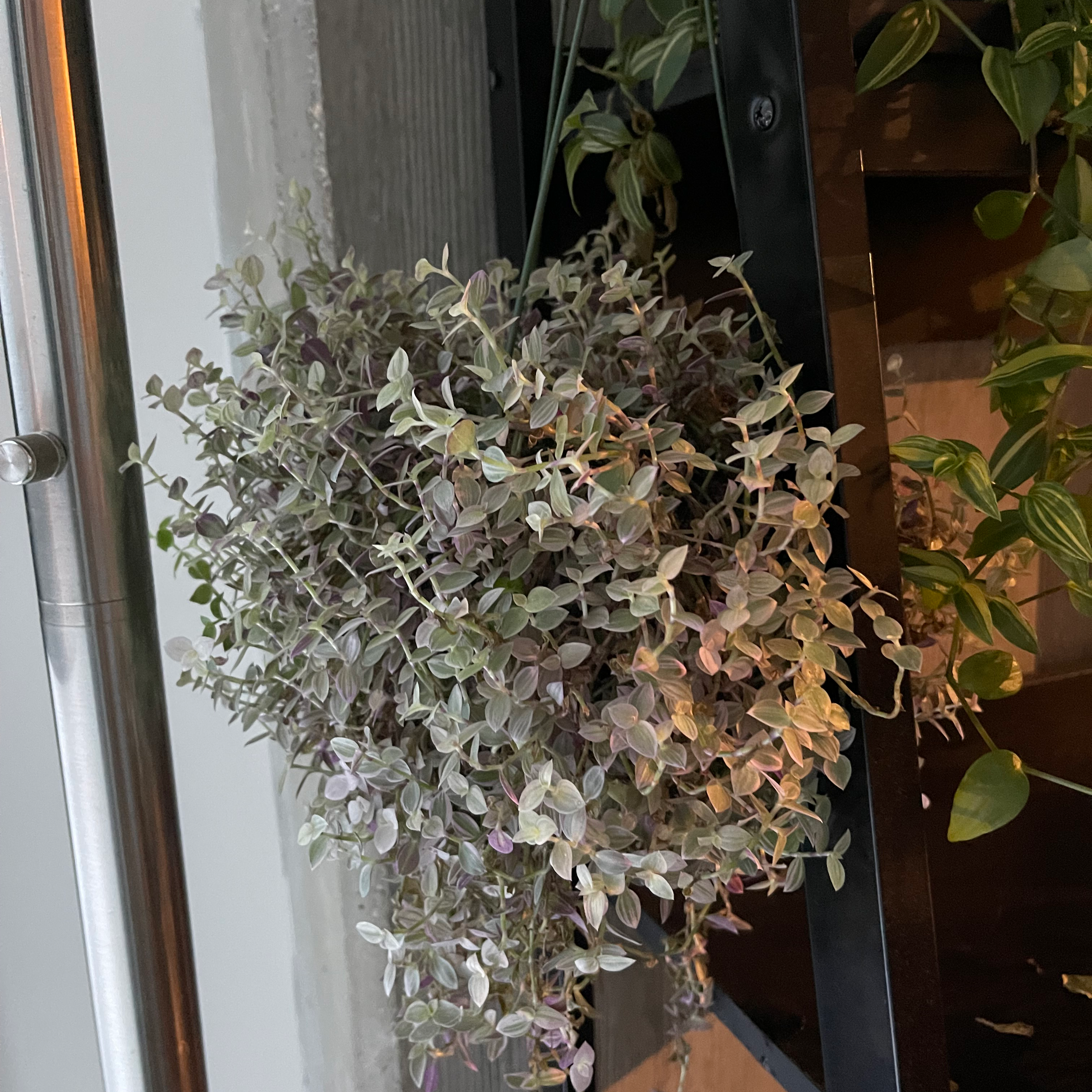 Symbolism and Benefits of the Creeping Inch Plant