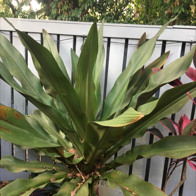 How to Care for Poison Bulb: Mastering Water, Sunlight & More