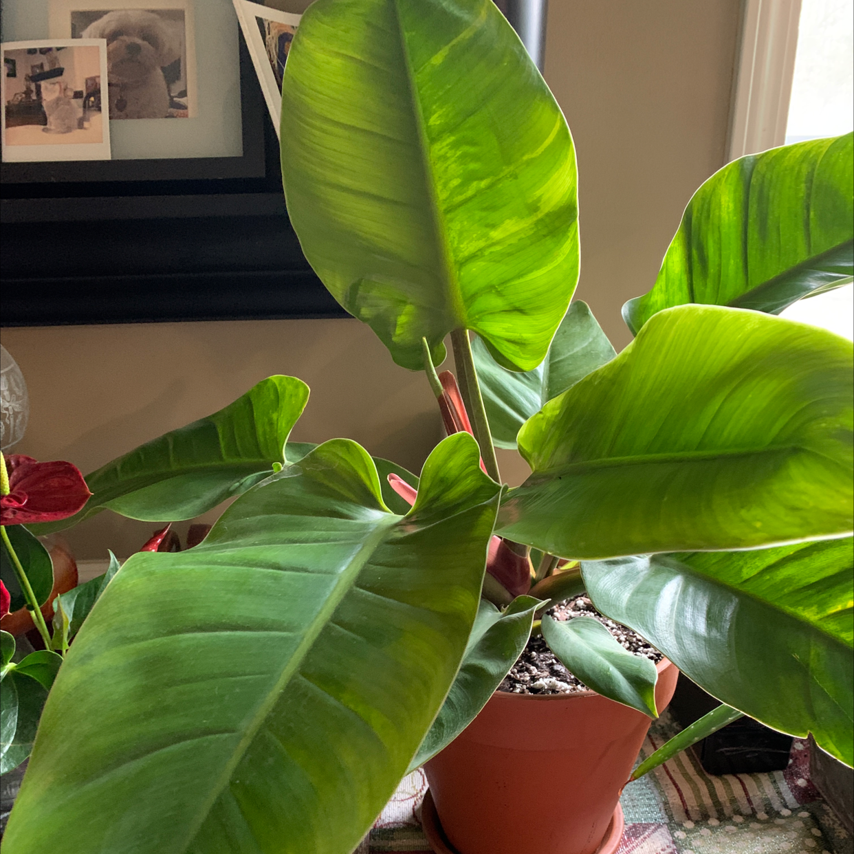 Should I Repot My Blushing Philodendron?