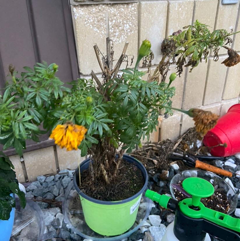 Common Marigold Problems