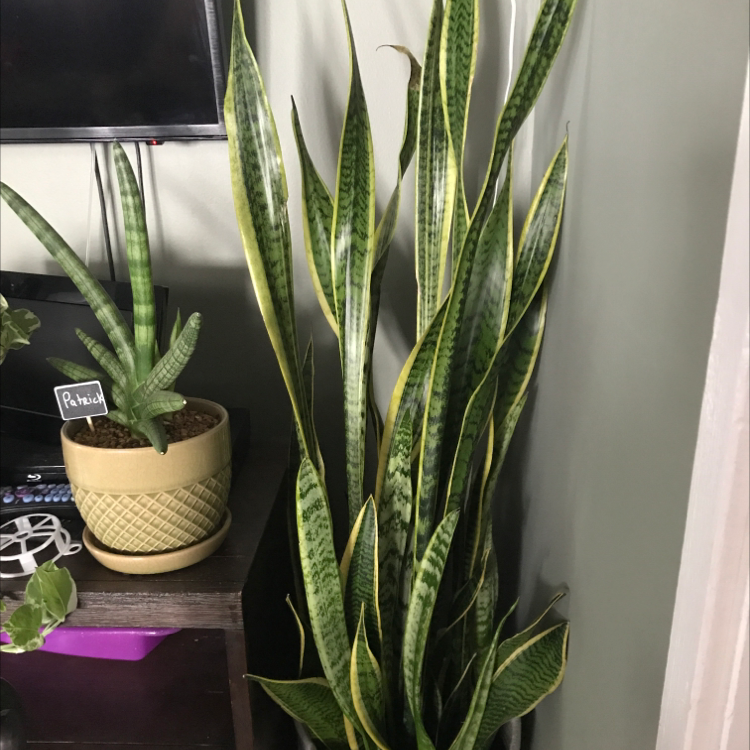 Symbolism And Benefits Of The Snake Plant