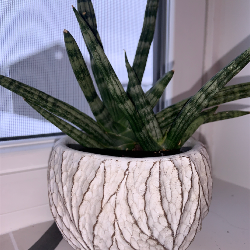 Am I Starving My Cylindrical Snake Plant? Fertilizing 101