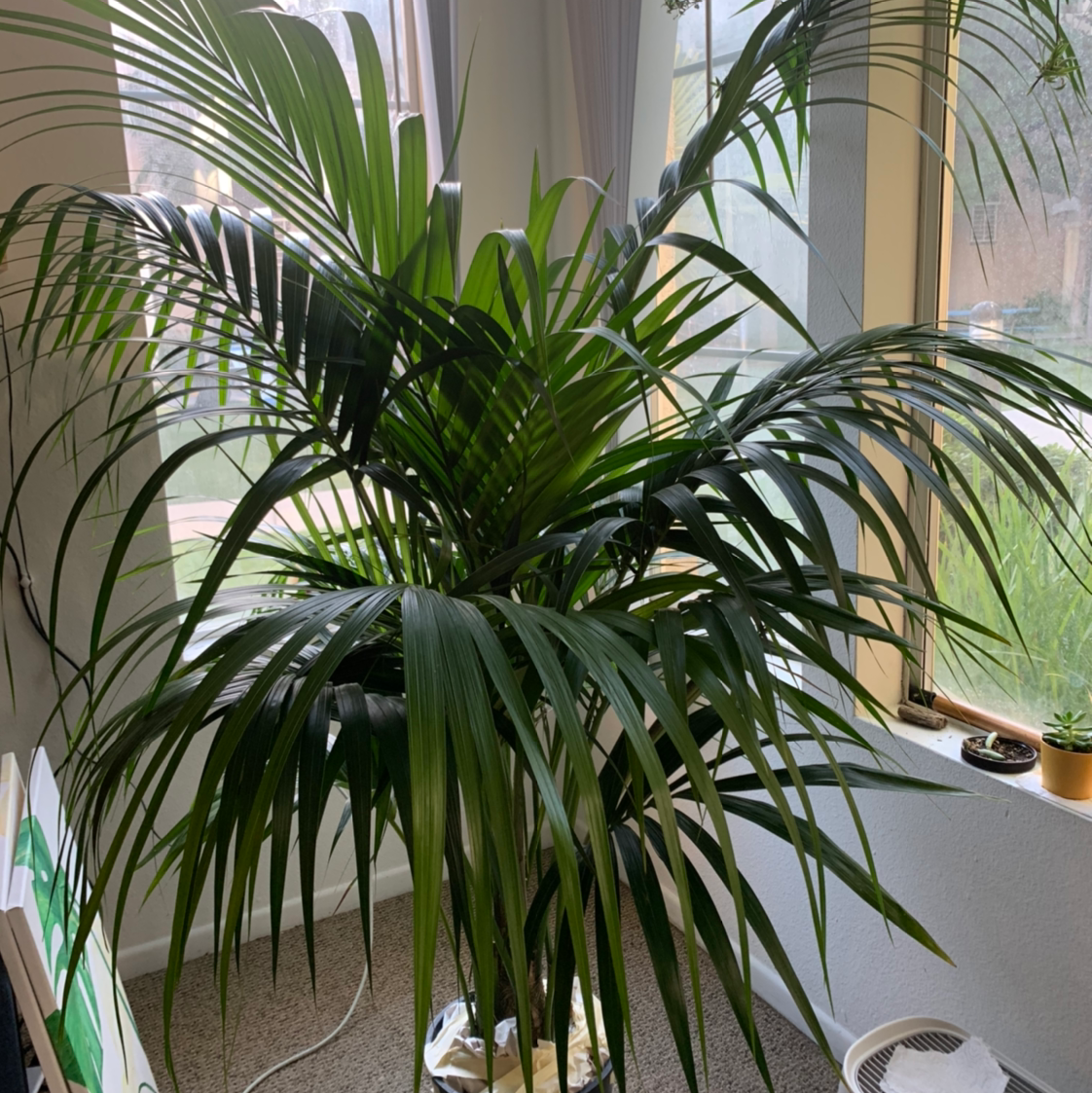 Fertilizing My Kentia Palm