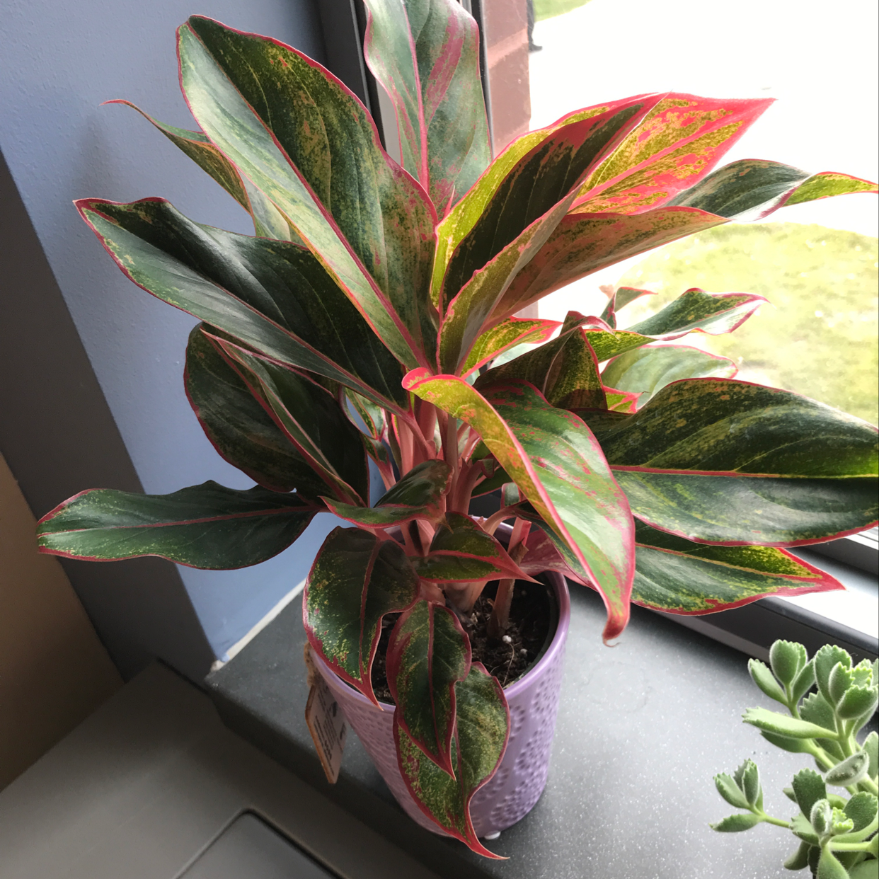 Propagating Ti Plant: Step-by-step Guide