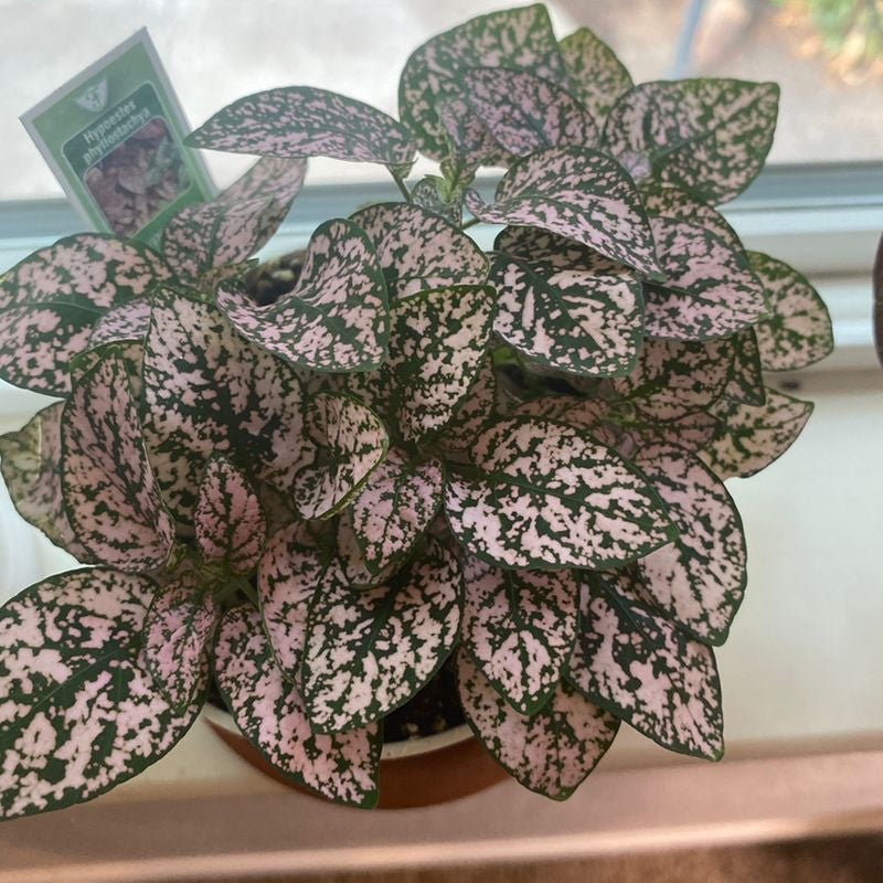 🐛 What To Do About Bugs on My Polka Dot Plant?