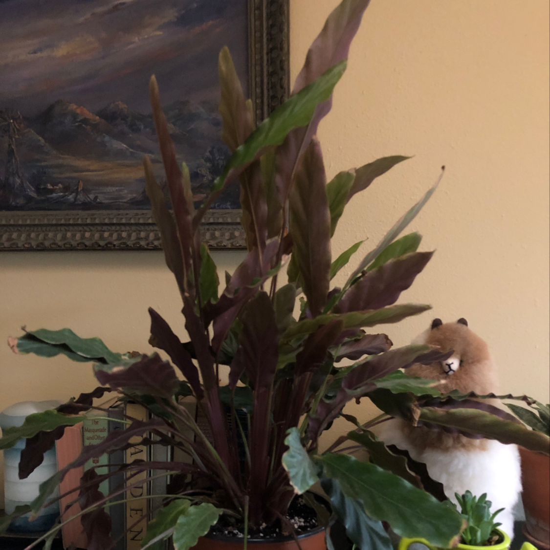 Angel Tears Care 101: Water, Light & Growing Tips