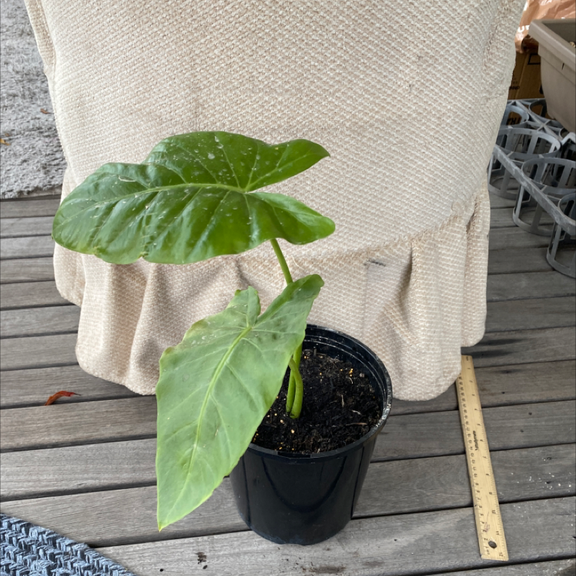 Why Are My Arrowleaf Elephant Ear Leaves Mushy? 💦