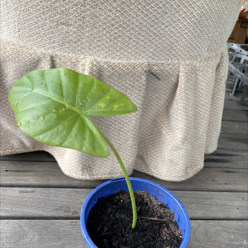 🐛 What To Do About Bugs on My Arrowleaf Elephant Ear?