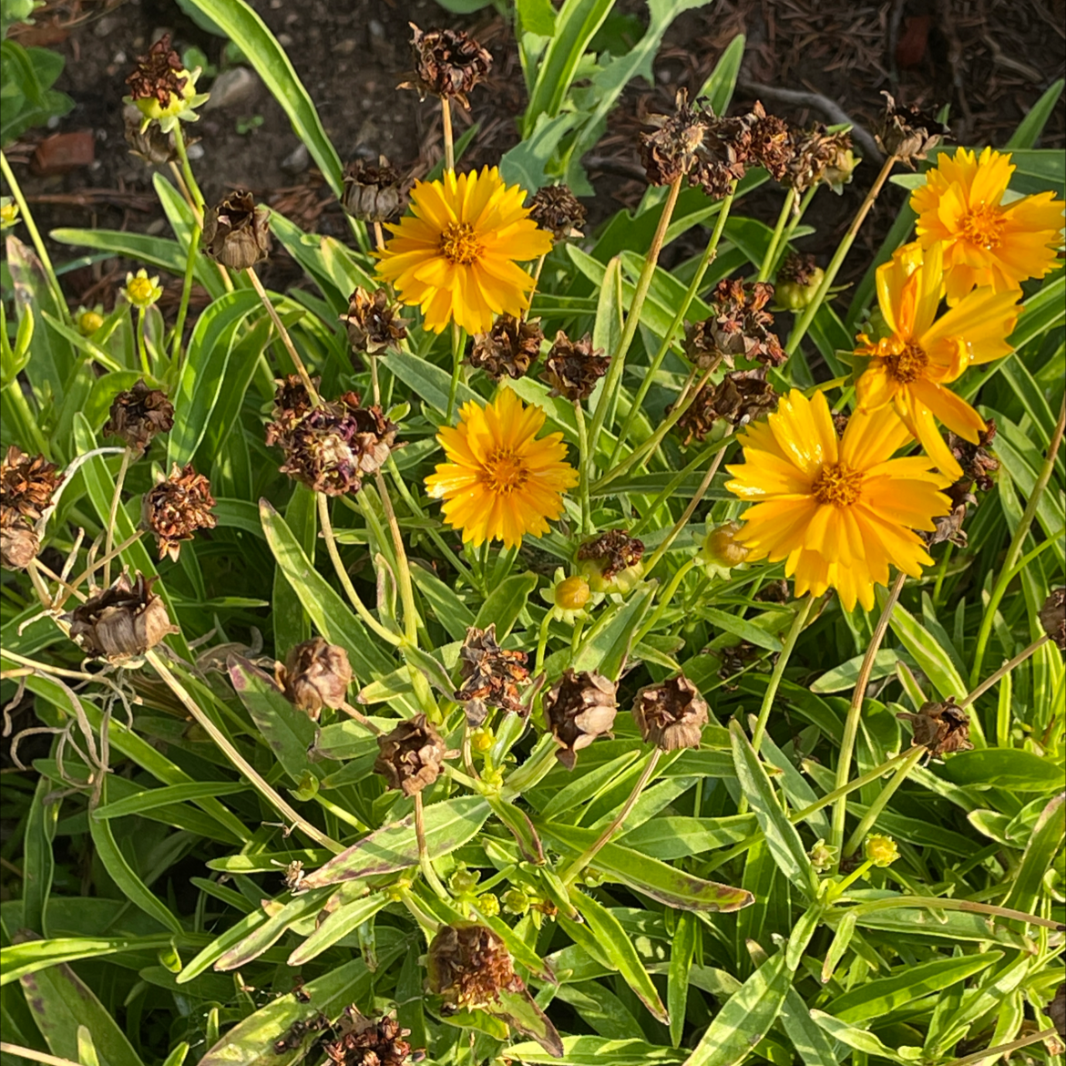 What Do I Do About lanceleaf tickseed root rot?