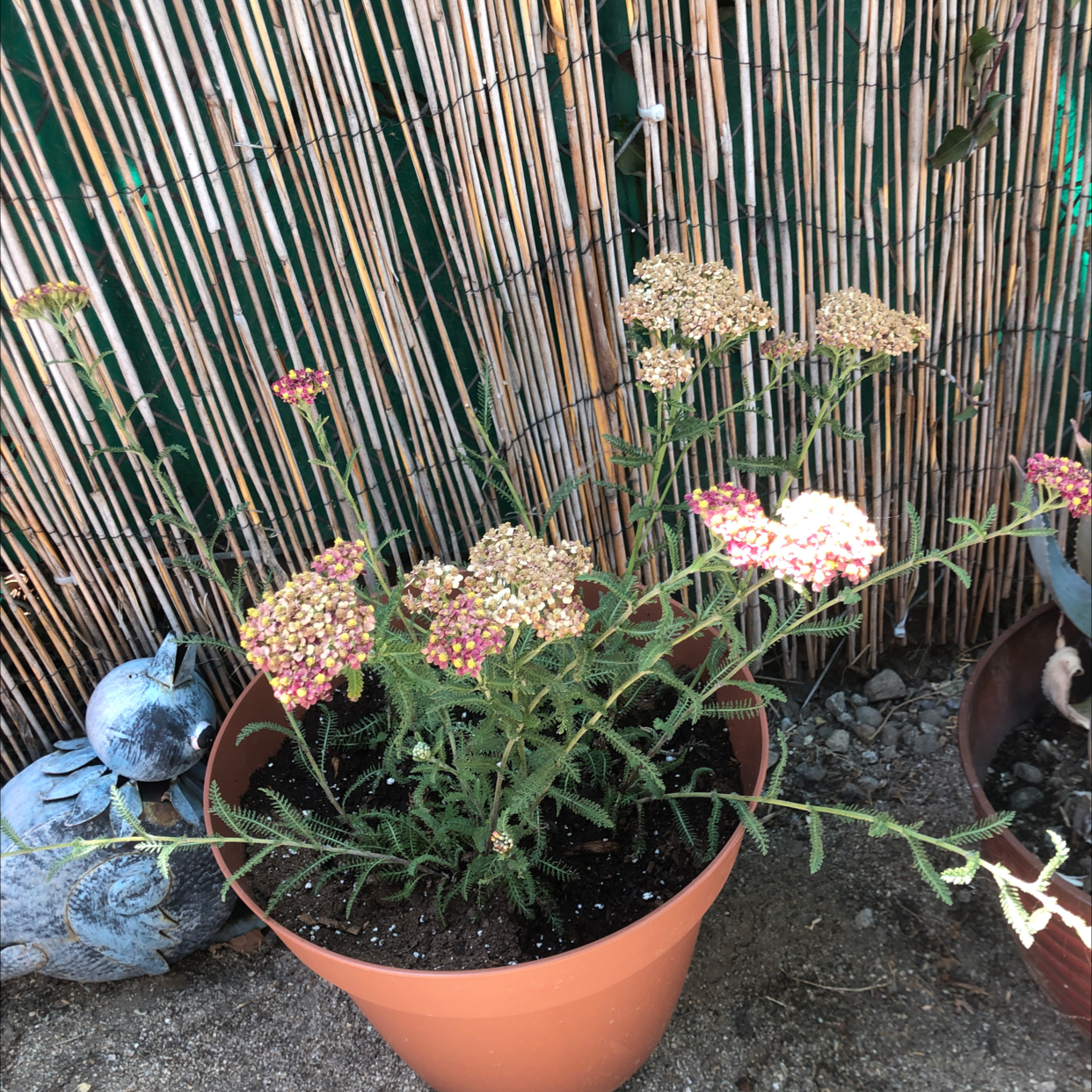 Why Are My Yarrow Leaves Mushy?