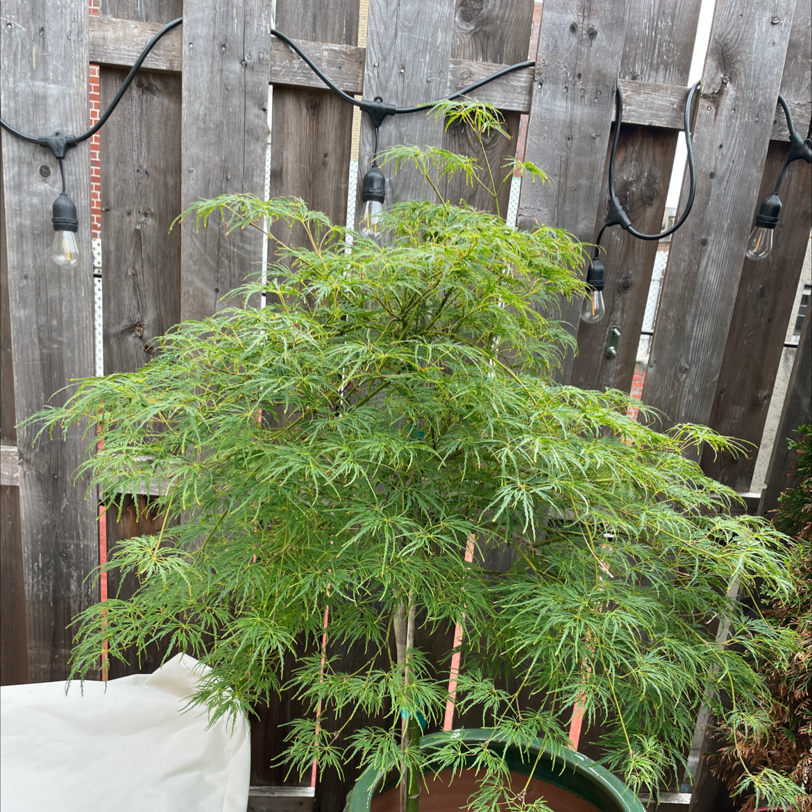 Black Spots on My Japanese Maple Leaves
