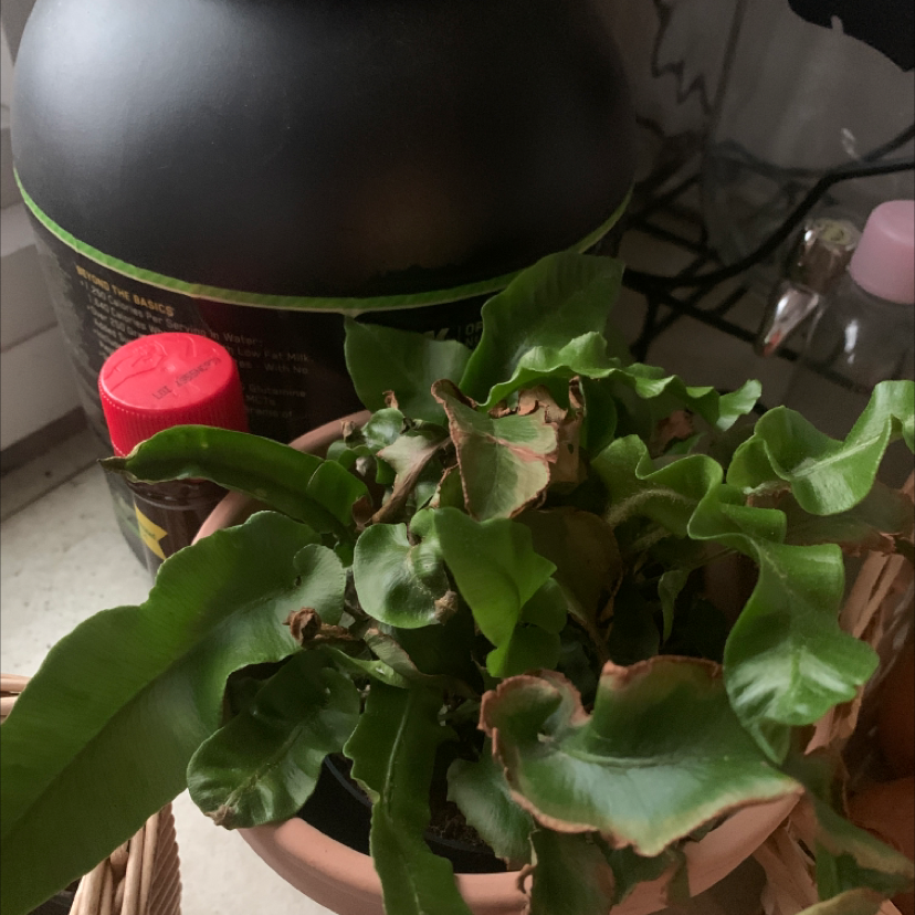 Why Are There Brown Spots on My Hart's Tongue Fern?