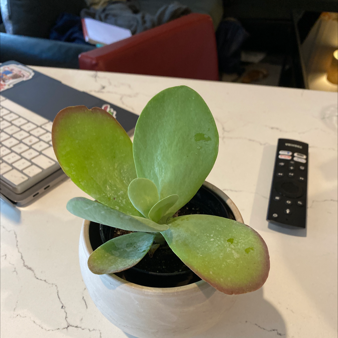 What Are The Bugs on My Paddle Plant? 🐛
