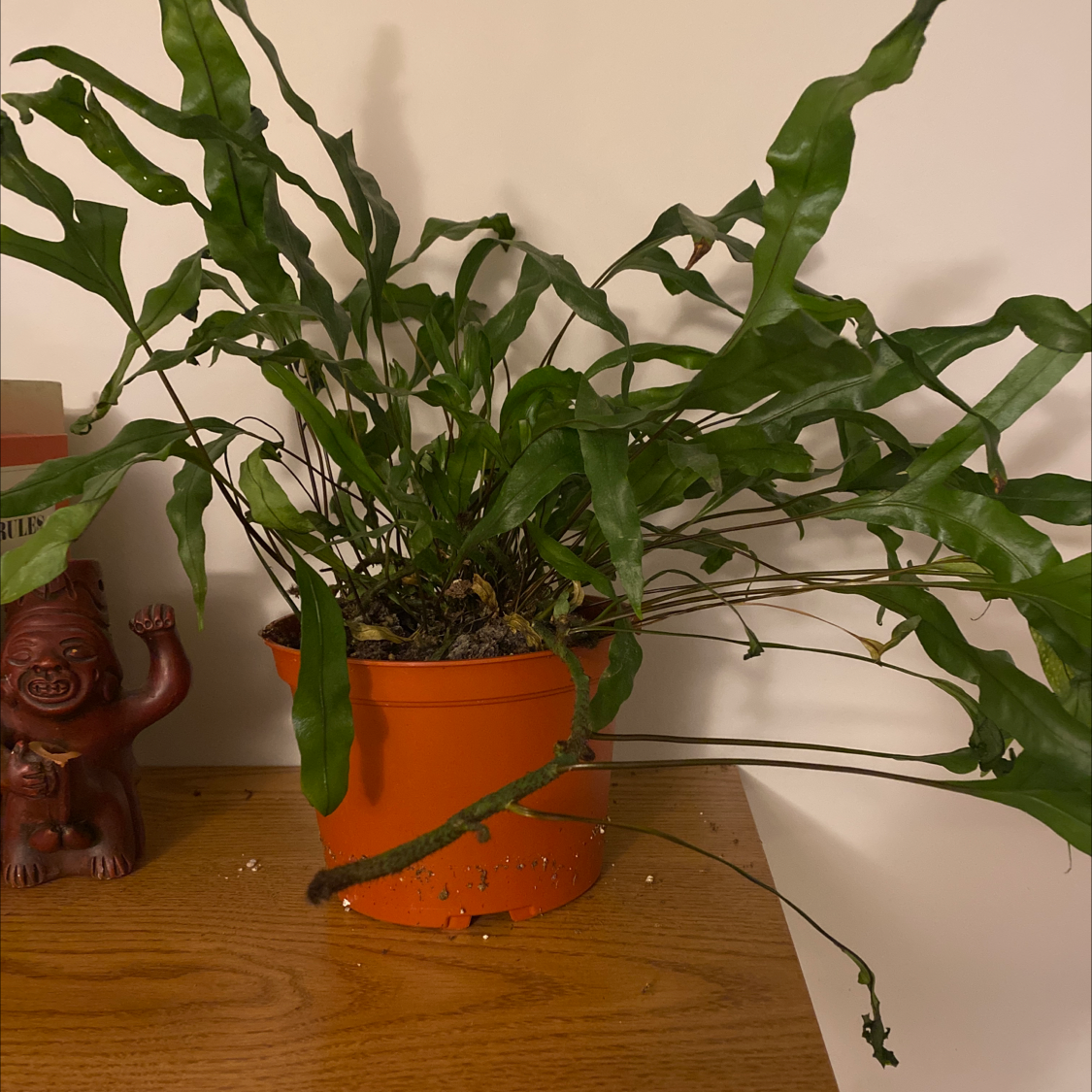 🦘 How to Propagate Your Kangaroo Paw