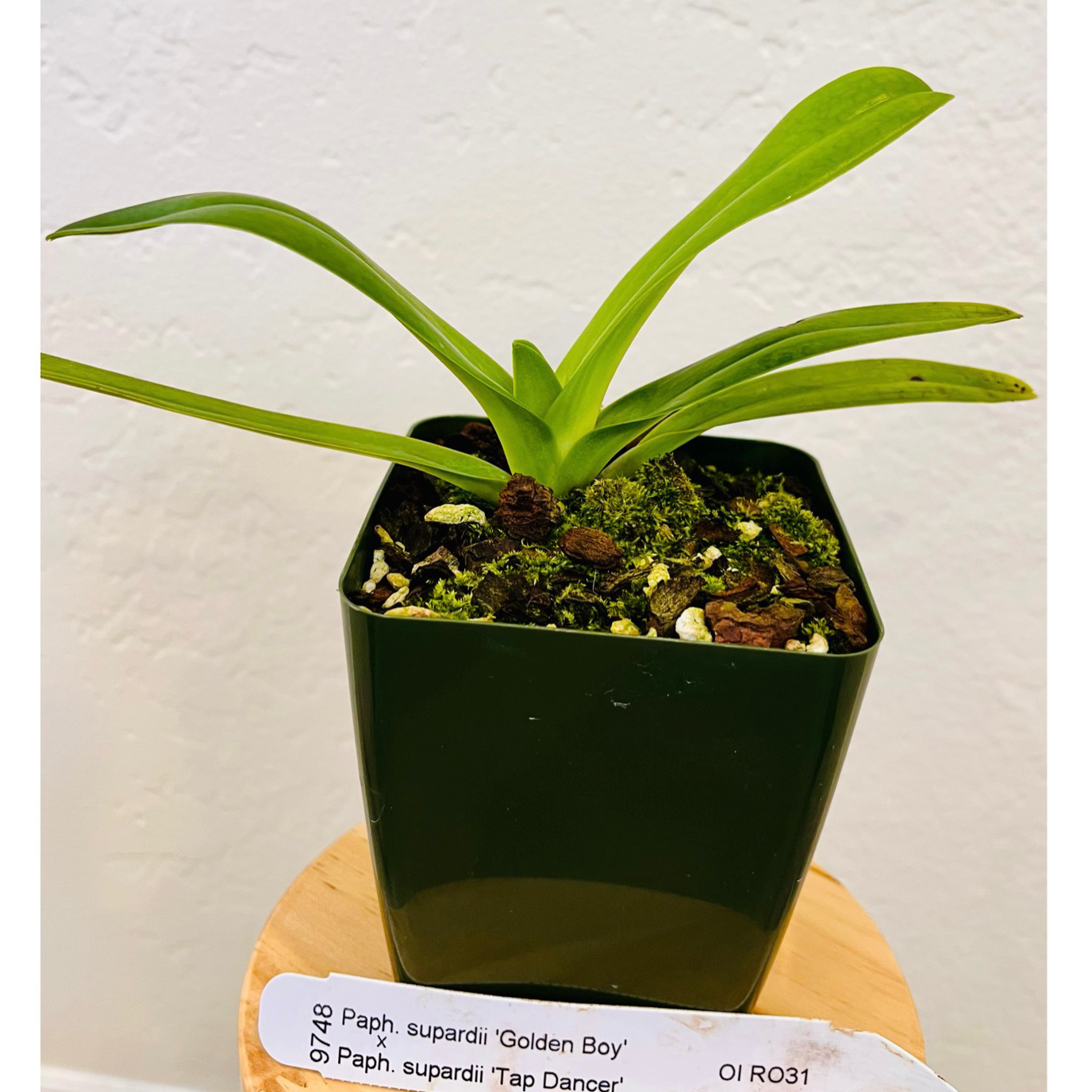 Personalized Paphiopedilum supardii Care: Water, Light, Nutrients ...