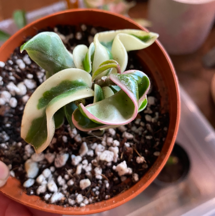 🌞 Your Variegated Hoya carnosa 'Compacta''s Light Requirements